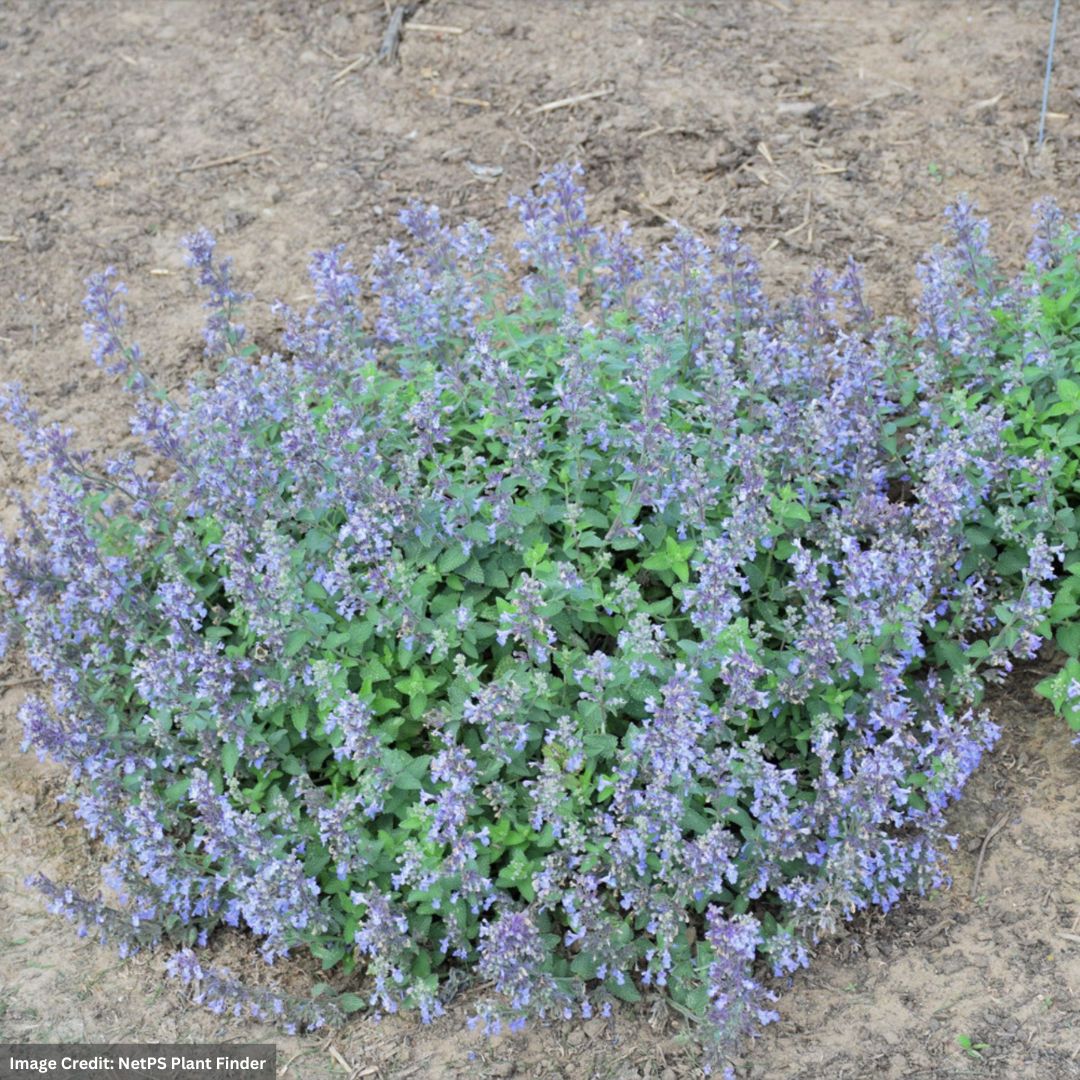 Catmint (Nepeta Faassenii) - Picture Purrfect - #1 Container | Mahoney ...