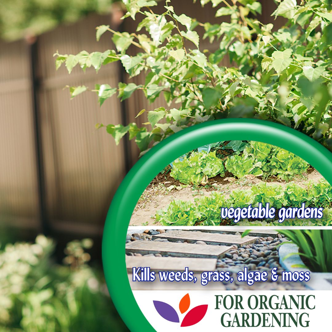 Captain Jack’s Deadweed Brew - Bonide - 32 oz | Mahoney's Garden Center