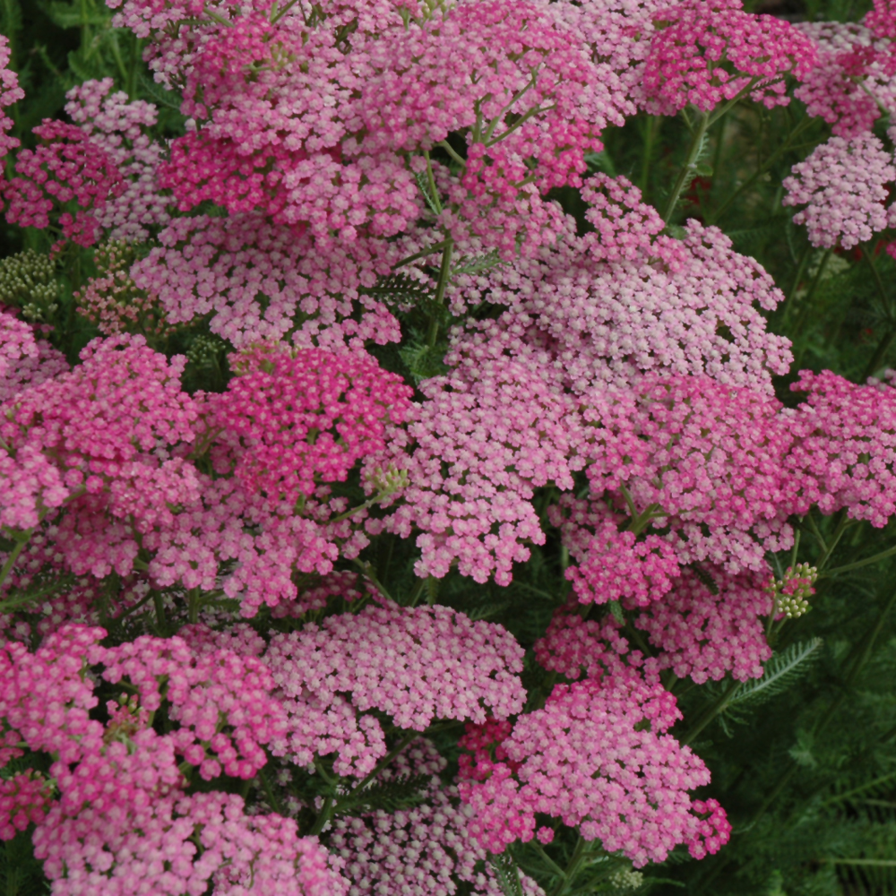 Yarrow (Achillea) - Pink Grapefruit - #2 Container | Mahoney's Garden ...