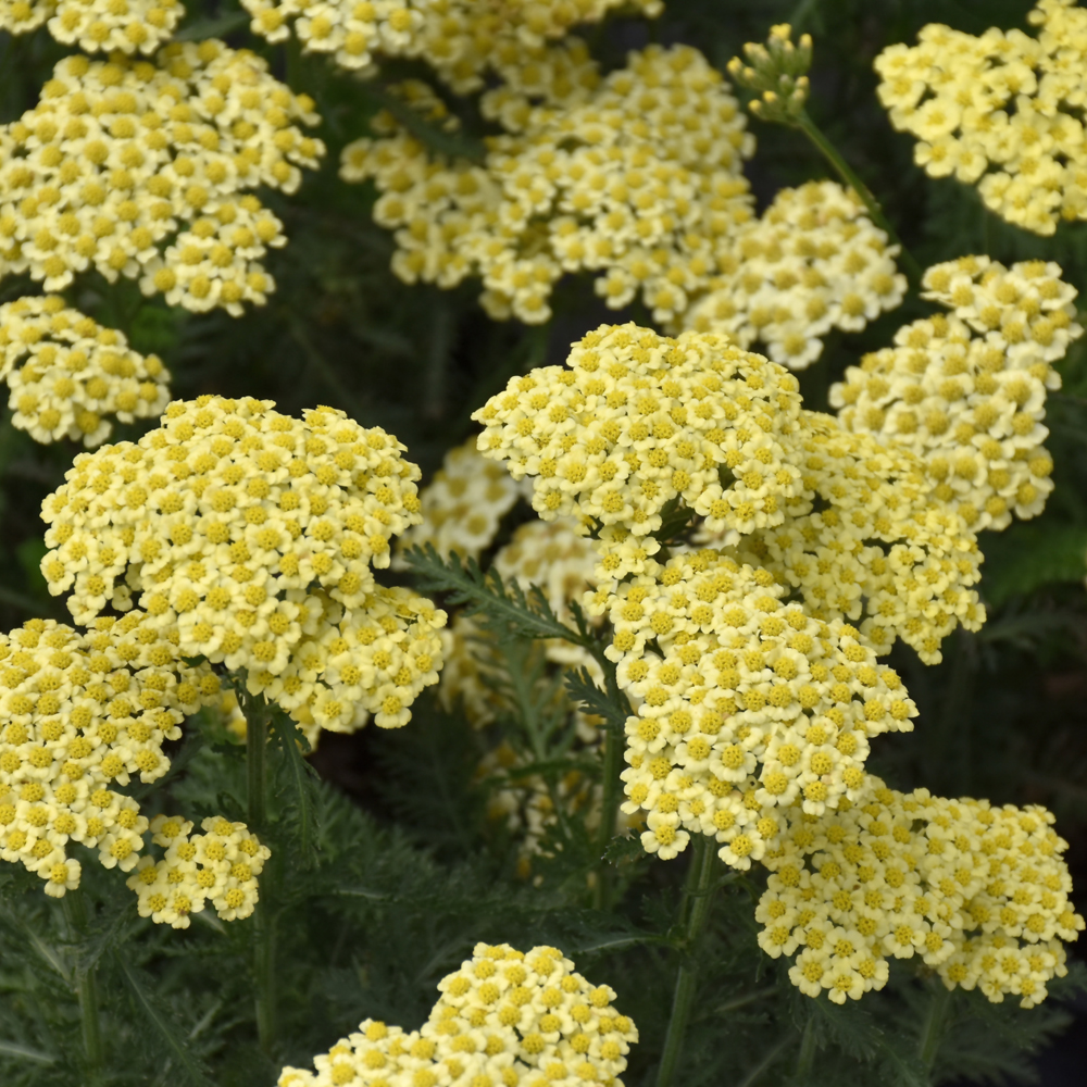 Yarrow (Achillea) - Sunny Seduction - #2 Container | Mahoney's Garden ...