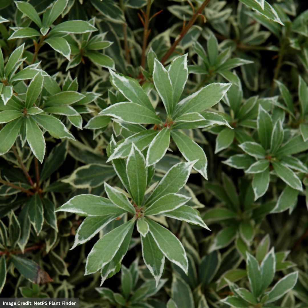 Andromeda - Japanese Little Heath - #1 Container | Mahoney's Garden Center