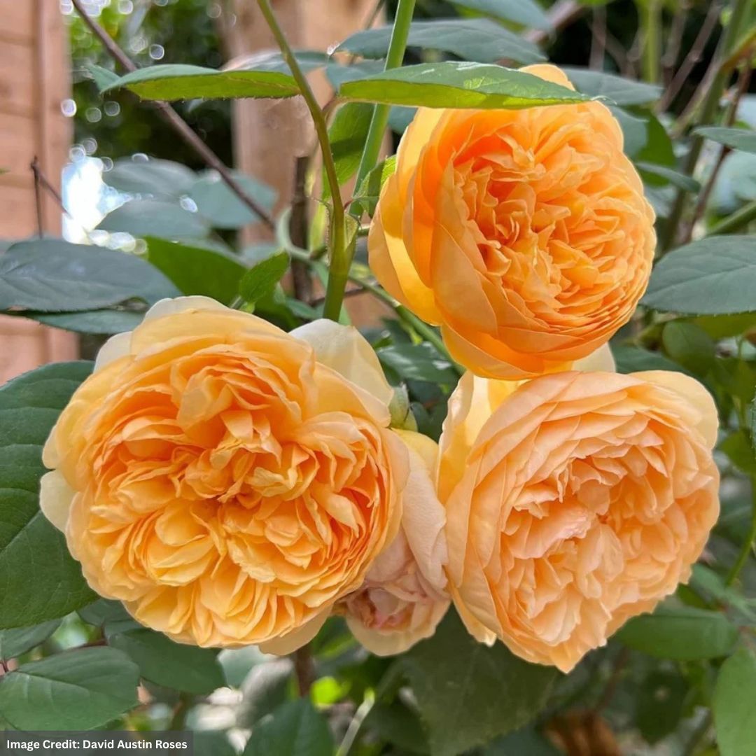 David Austin Rose - Bring Me Sunshine - #3 Container | Mahoney's Garden ...