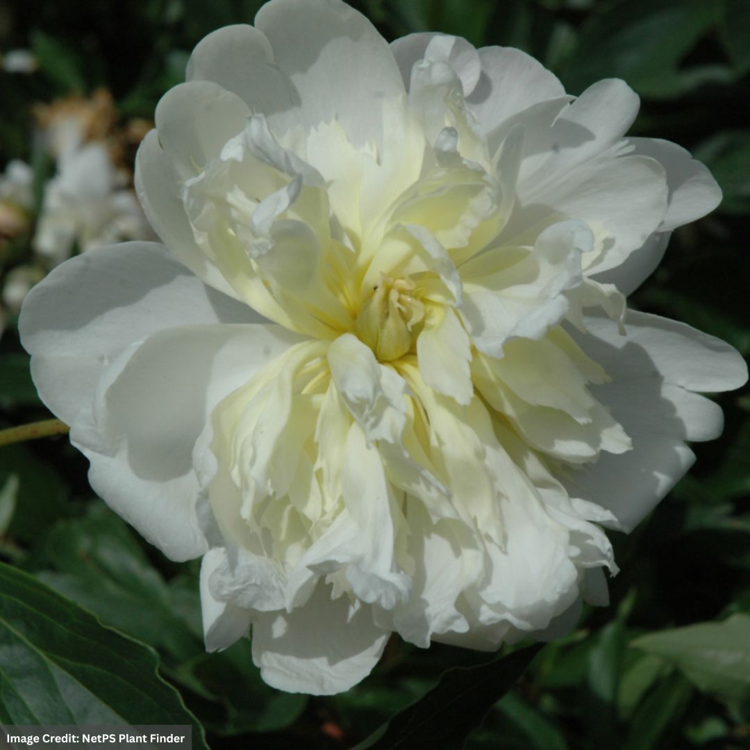 Garden Peony (Paeonia) - Primevere - #2 Container | Mahoney's Garden Center